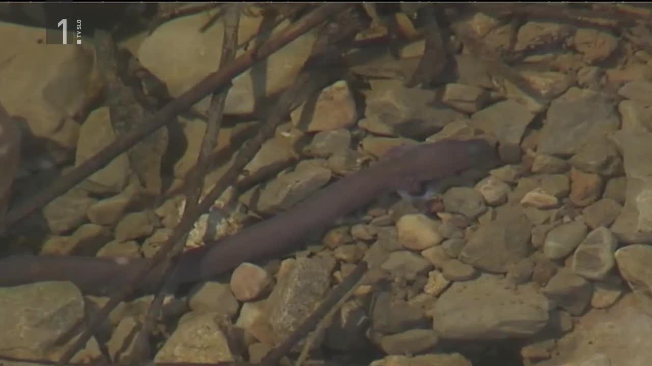 Črna človeška ribica