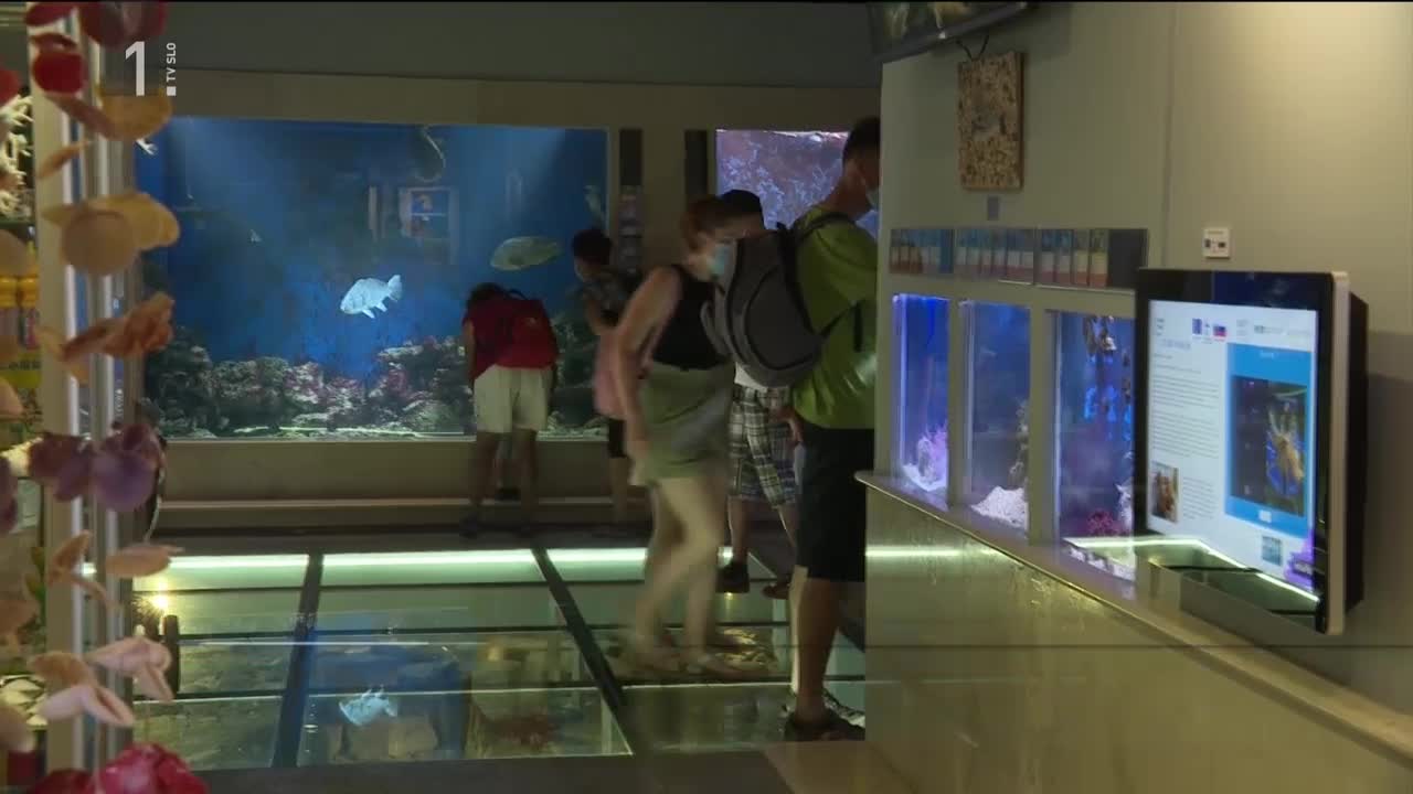 Piranski akvarij bo univerzitetni
