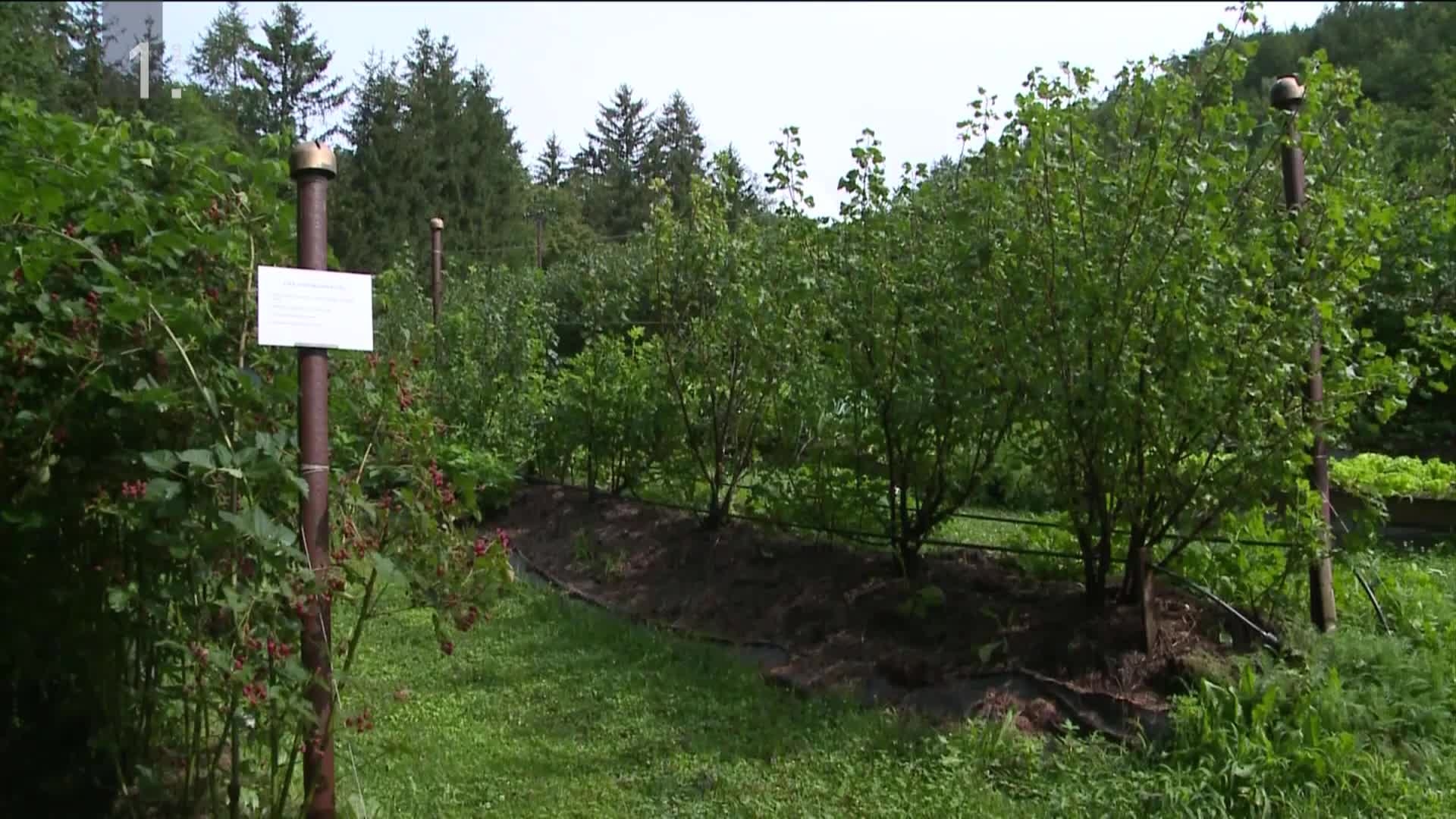 Sončna posest v Trbovljah