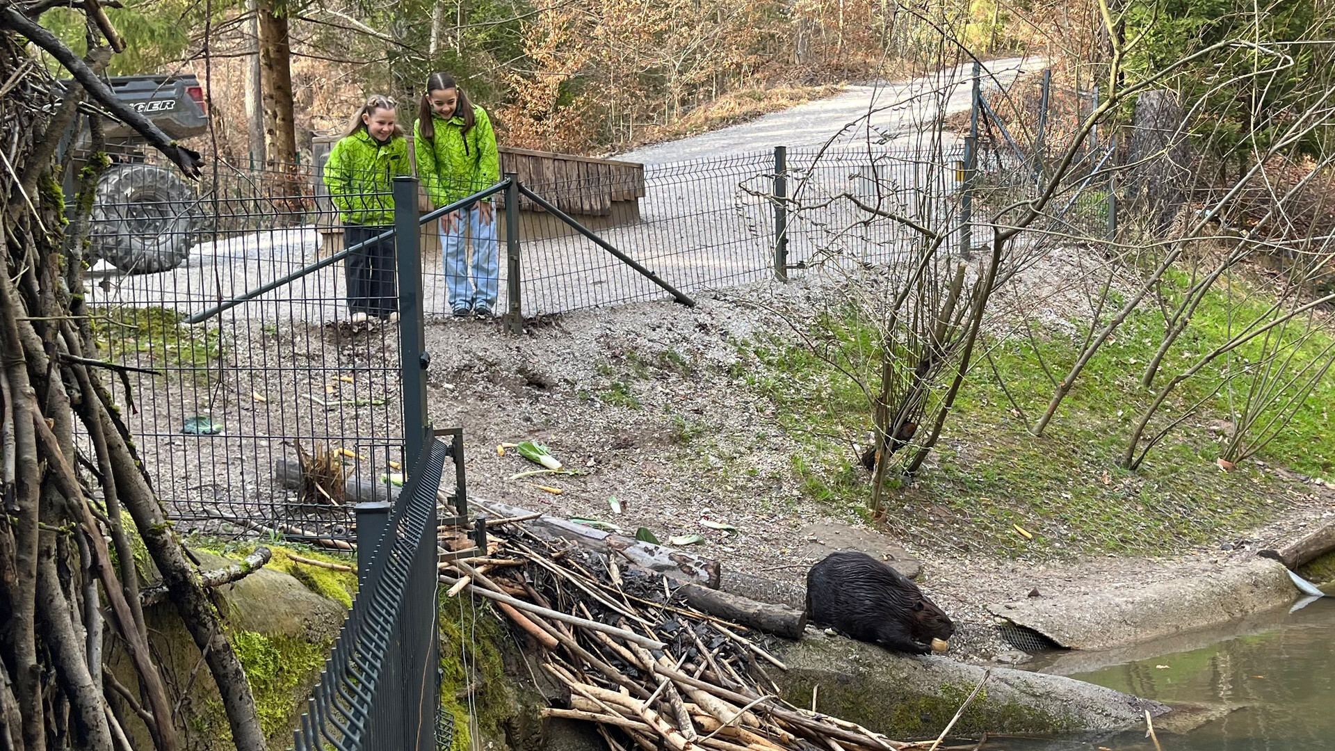 Firbcologi: BOBRI: Kako živijo bobri?