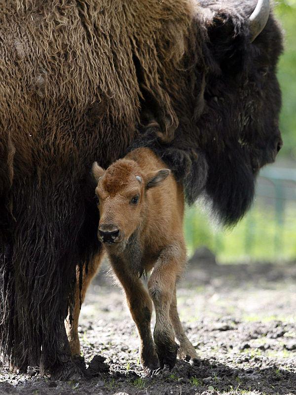 Foto: Planet Prisrčni živalski mladički - RTV SLO