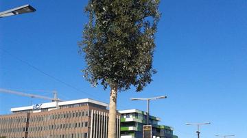 Legendarne losangeleške palme umirajo - nadomestili jih bodo z drevjem ...