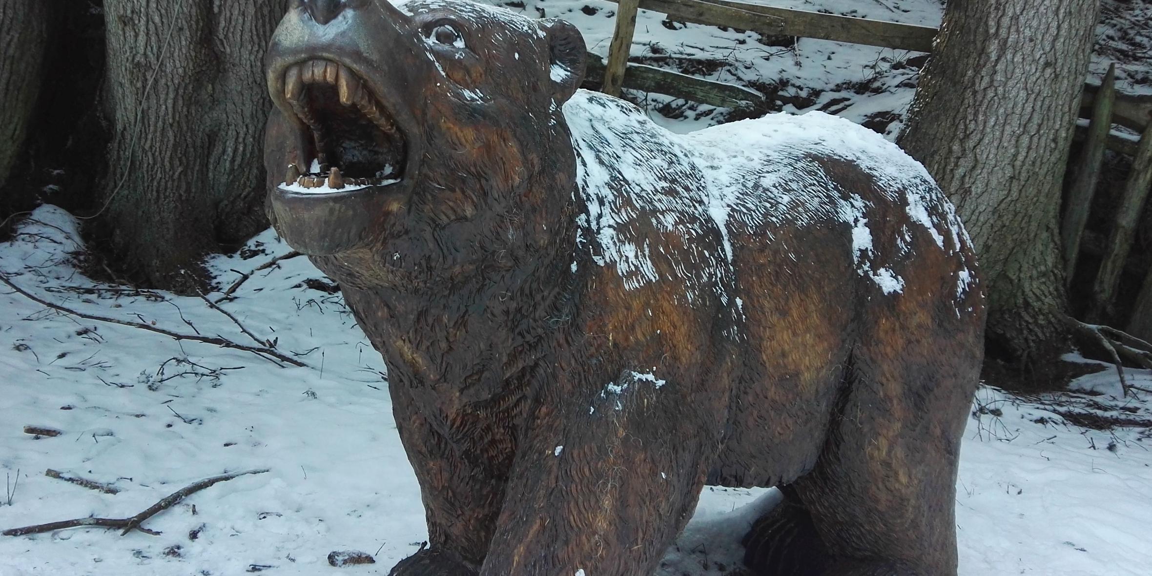 Radio Si • News • Famous bear moved to sanctuary in Austria