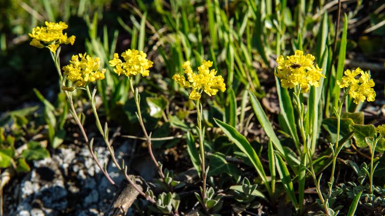Rumeni cvetovi te posebne rastline aprila zacvetijo le v bližini Žičke ...