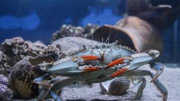 Projekt VIPava rešuje stanovanjsko stisko ogroženih živalskih vrst ...