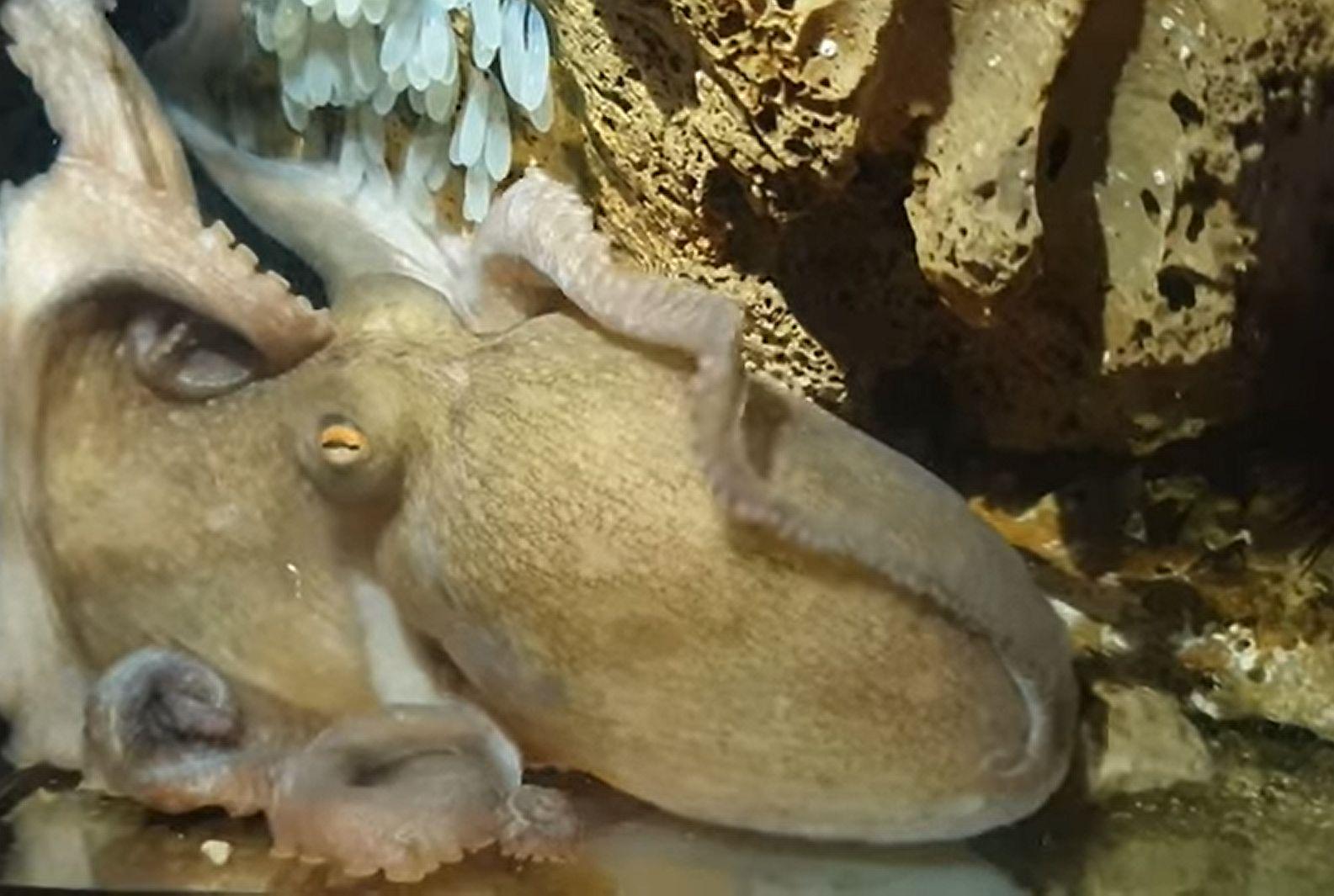 Piranski podmladek: Ne le moškatna hobotnica, naraščaj pričakuje tudi ...