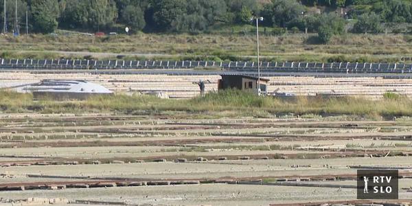 Poletno deževje krepko udarilo po letini solin - RTV SLO