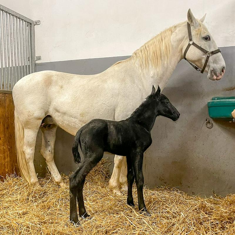 Frangež: Kobilarna Lipica bo znova zasijala v vsem svojem sijaju - RTV SLO