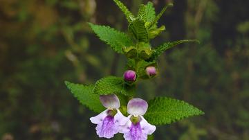 SORTA JABOLK: Zlati delišes