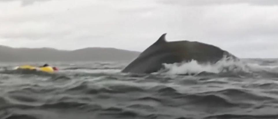 Poslovil se je Cassius, največji krokodil, ki je živel v ujetništvu ...