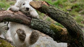 Želve, kako različne ste si med seboj!